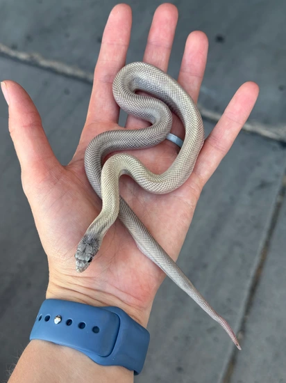 Ghost (T/B) Patternless Het Whiteside 50% PH Albino Bullsnake by Summer ...