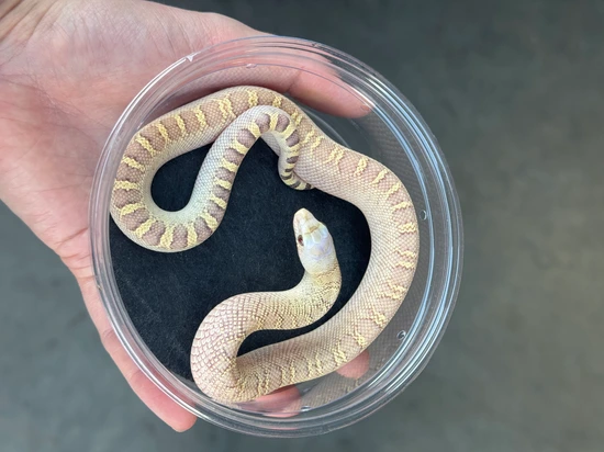 Hypo (SW) Whiteside Het Hypo (T) 66% PH Patternless 50% PH Albino ...