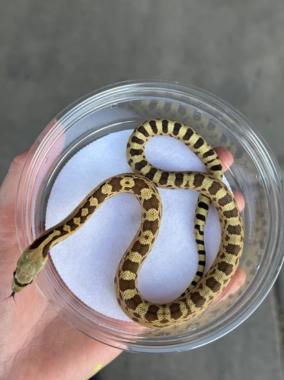 Blonde Great Basin (Phelan Locale) Gopher Snake by Summer's Snakes