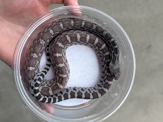 Axanthic (B) DH Patternless Whiteside Bullsnake by Summer's Snakes