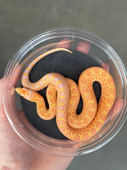Albino Triple Het Hypo (Hannum) Patternless Whiteside Bullsnake by ...