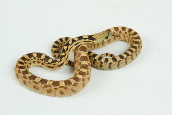 Blonde Great Basin (Phelan Locale) Gopher Snake by Summer's Snakes