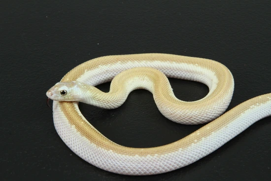 Patternless Whiteside DH Hypo (T) Albino 66% PH Axanthic (B) Bullsnake ...