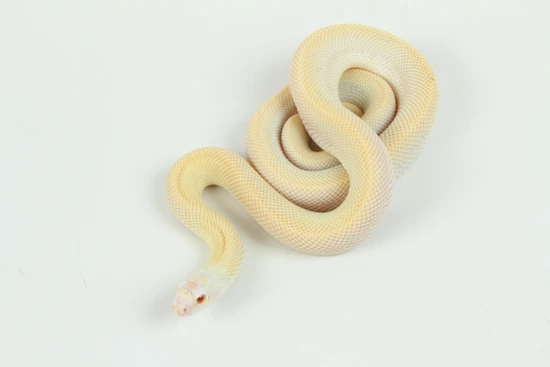 Albino Patternless Whiteside 50% PH Axanthic (B) Hypo (T) Bullsnake by ...
