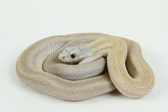 Ghost (T/B) Patternless Het Whiteside 50% PH Albino Bullsnake by Summer ...