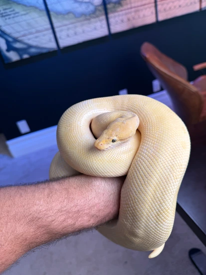 Super Enchi OD YB Fire Pinstripe Pastel Ball Python by Summit Reptiles