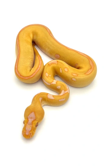 Enchi Blade Lavender Batman Ball Python by Summit Xotic Reptiles