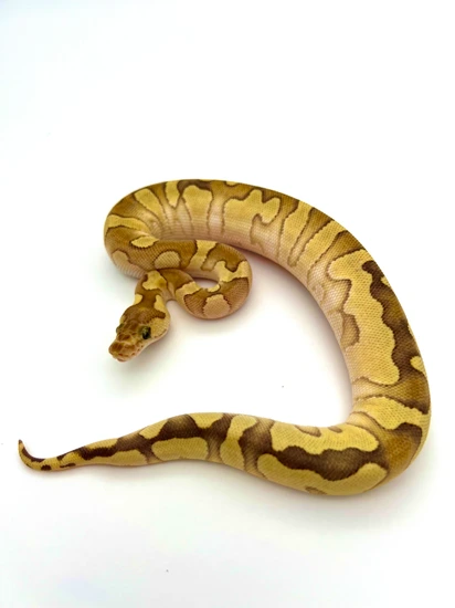 Enchi Cinder Mojave Fire Clown Ball Python by Summit Xotic Reptiles