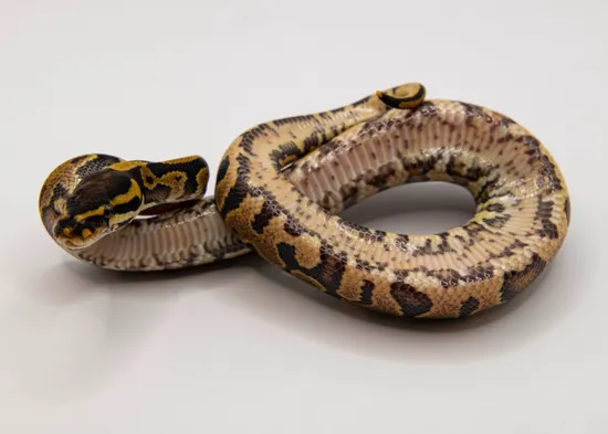 Gold Blush Yellow Belly Ball Python by No BS Exotics
