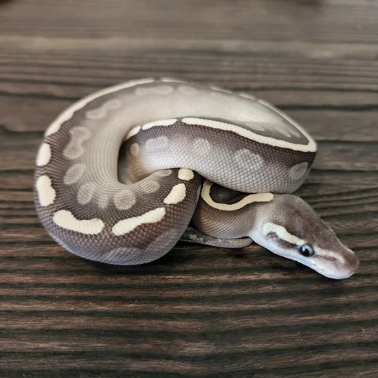 GHI Cinnamon Lesser Ball Python by BK Finest Reptiles