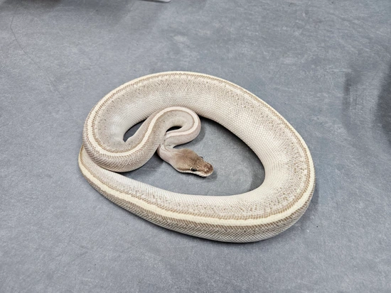 Bongo Cinnamon Lesser Pinstripe (HGW) Ball Python by Sun Dog Serpents