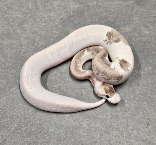 Gray Matter Sandblast Pastel Pos Het Pied Ball Python by Sun Dog Serpents