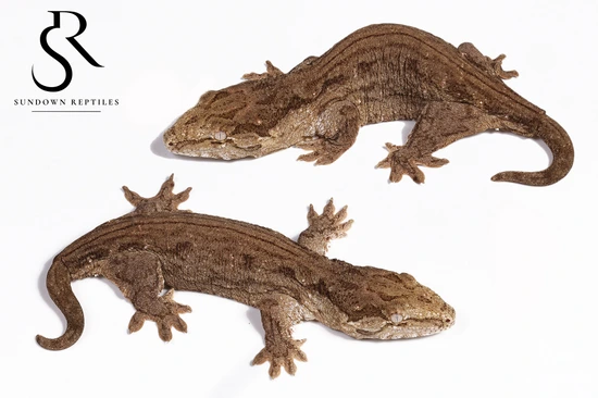 Melanistic Red Bar GT Leachianus Gecko by Sundown Reptiles