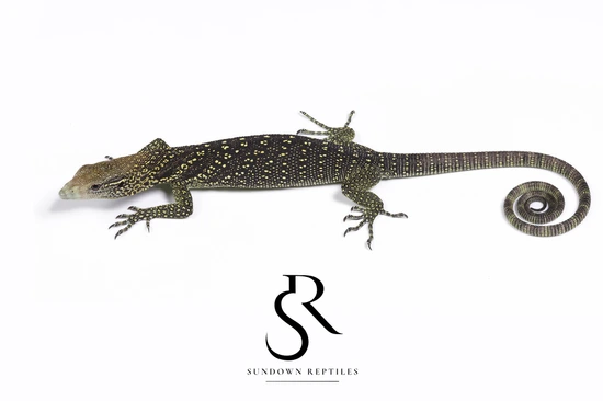 2025 USCBB Female Golden-Spotted Tree Monitor (Varanus Boehmei) by ...