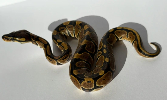 Special Yellow-Belly (Possible Het Pied) Ball Python by Sunfire Scales OC