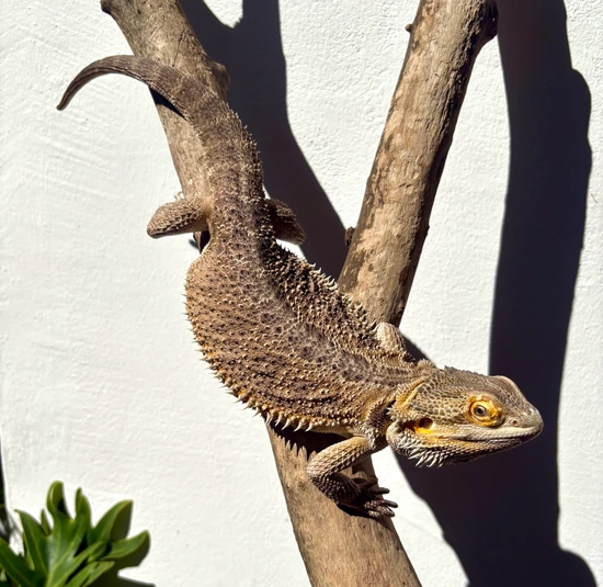 Bearded Dragon (Normal) Central Bearded Dragon by Sunfire Scales OC