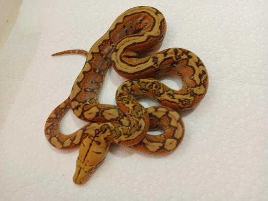 2025 Male Marble Indo Caramel Reticulated Python by Sunglow Serpents ...