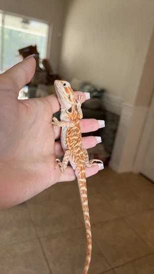 Red Tiger Leatherback Central Bearded Dragon by Sun Kissed Dragons