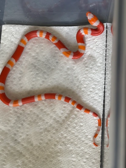 Hypo Tangerine/albino Honduran Milkshake $100 Honduran Milk Snake by ...
