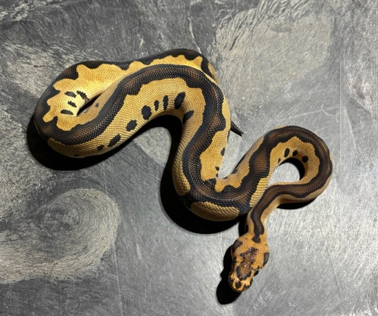 Wookie/Raven Leopard Clown (Poss Vanilla) Ball Python by Deborah’s ball pythons