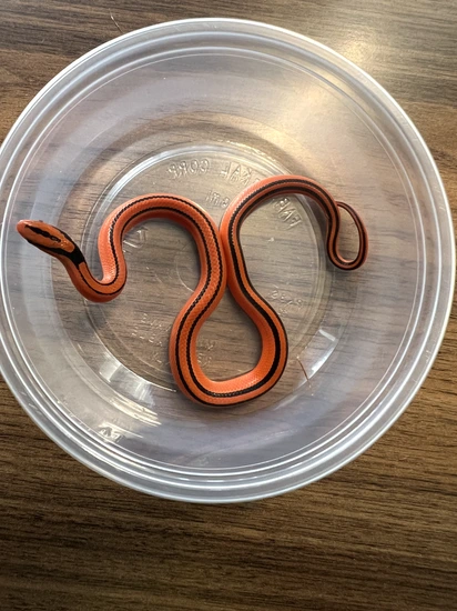 Pure Coxi Bamboo Rat Snake by Sterling Reptile