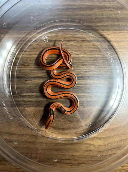 Coxi Bamboo / Laticinctus Rat Snake Bamboo Rat Snake by Sterling Reptile