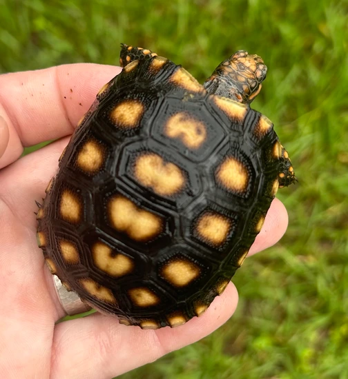 Marbling Cherryhead- Free Shipping (9) Red-Footed Tortoise by Sunshine ...
