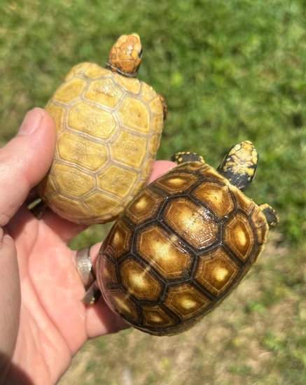 100% Het For Hypomelanistic Red Foot Tortoise-(4) Red-Footed Tortoise ...