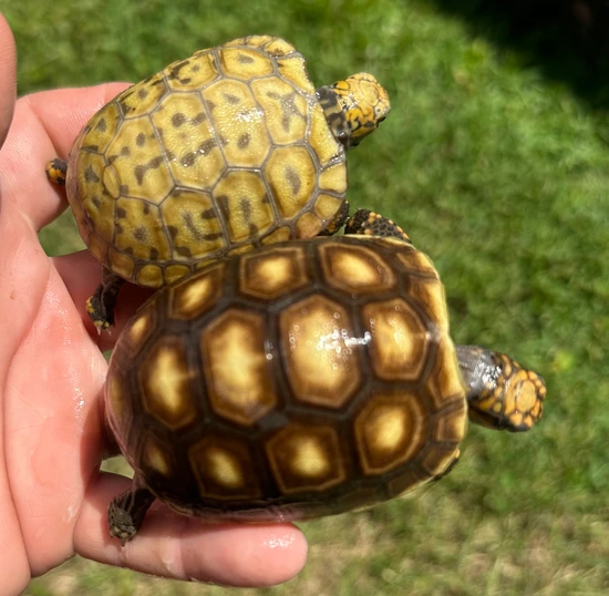 100% Het For Hypomelanistic Red Foot Tortoise-(2) Red-Footed Tortoise ...
