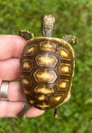 Ghost 100% Het Hypo Redfoot Tortoise Red-Footed Tortoise by Sunshine ...