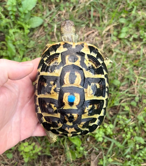 Western Hermanns Tortoise-Free Shipping (3) Hermann's Tortoise by ...