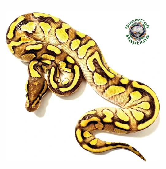 ODYB Butter Wookie 100% Het Clown Ball Python by SuperCoil Reptiles