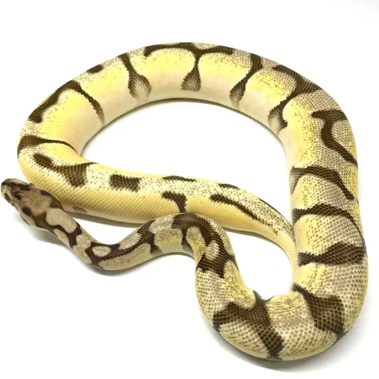 Orange Dream Mojave Spider Ball Python by Superior Scales Reptiles, LLC