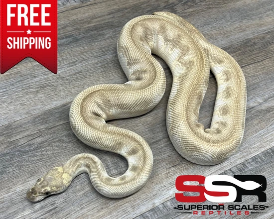 GHI Lesser Clown (FREE SHIPPING!!) Ball Python by Superior Scales ...