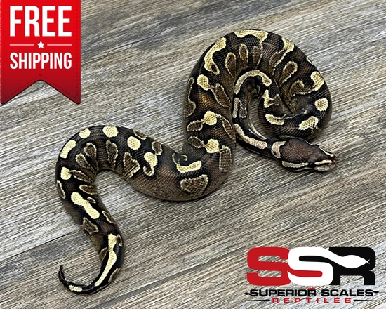 GHI Disco/Fire 100% Het Desert Ghost (FREE SHIPPING!!) Ball Python by ...