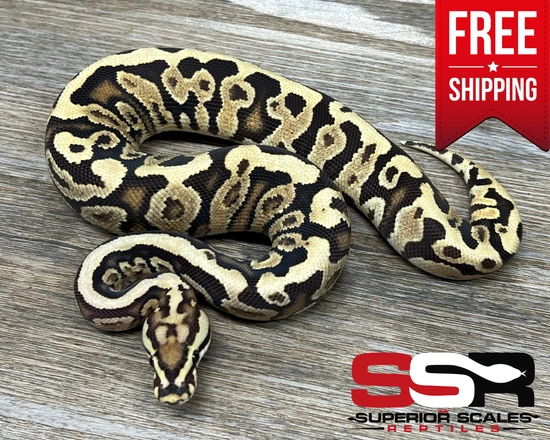 Disco/Fire Spotnose 100% Het Clown (FREE SHIPPING!!) Ball Python by ...