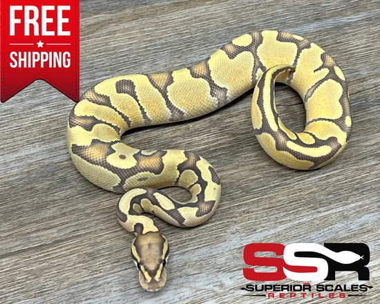 Vanilla Enchi Hypo (FREE SHIPPING!!) Ball Python by Superior Scales ...