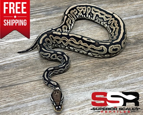 Red Axanthic Gravel (FREE SHIPPING!!) Ball Python by Superior Scales ...