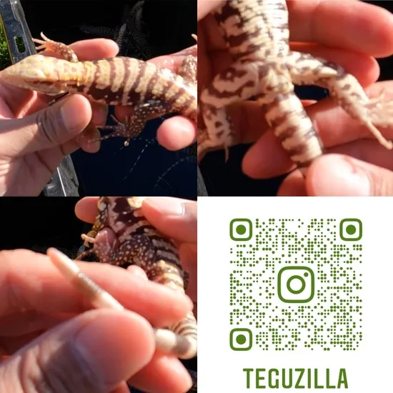 Albino Ultra Purple Ice Tegu [Nipped Tail] Other Tegus by Serpent Americano