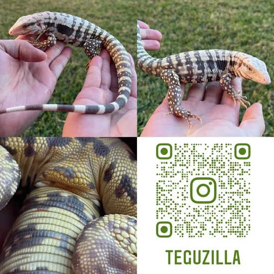 Albino Ultra Purple Ice Tegu Other Tegus by Serpent Americano