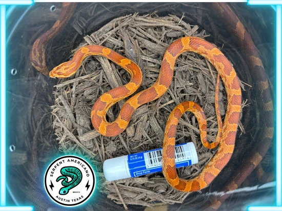 Triple Het Cornsnake Female (Het Avalanche) Corn Snake by Serpent Americano