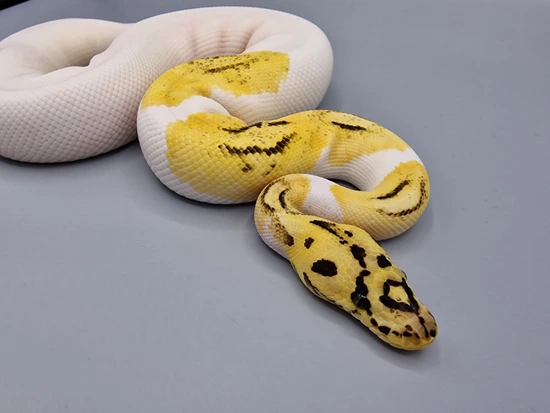 Firefly Clown Pied Ball Python by SD-Balls