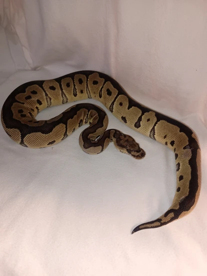 Clown Female Ball Python by Rainy Day Reptiles
