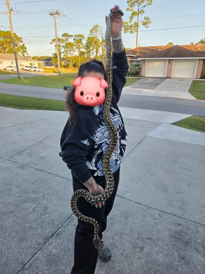 Big Female! Ready To Breed! Jungle X Diamond Carpet Python Other Carpet ...