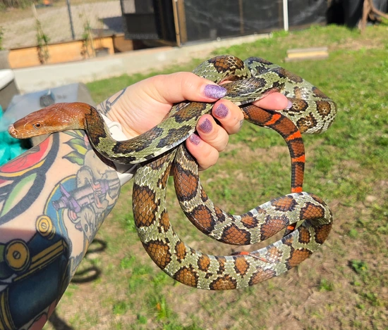 **ADULT MALE** Hundred Flower Rat Snake (Elaphe Moellendorffi) Other ...