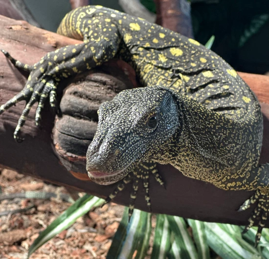 Long Term Captive Crocodile Monitor by Sweet Reptiles
