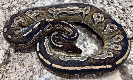Blackhead Mojave Trick Ball Python by Sweet Snakes