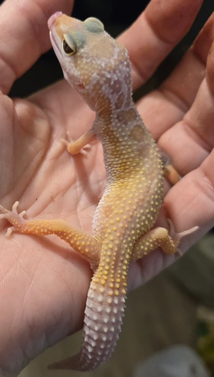 Muphy Patternless/ Tremper Albino FREE SHIPPING!!! Leopard Gecko by ...