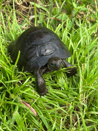 Galapagos Tortoise (FL) by South West Florida Reptiles