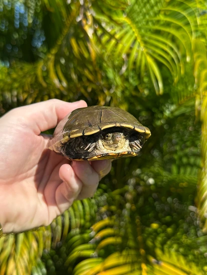Yellow Mud Turtle (No Reserve) Mud & Musk Turtles by South West Florida ...